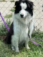 Alliston and District Humane Society – Adoptable of the Day | FM92 ...