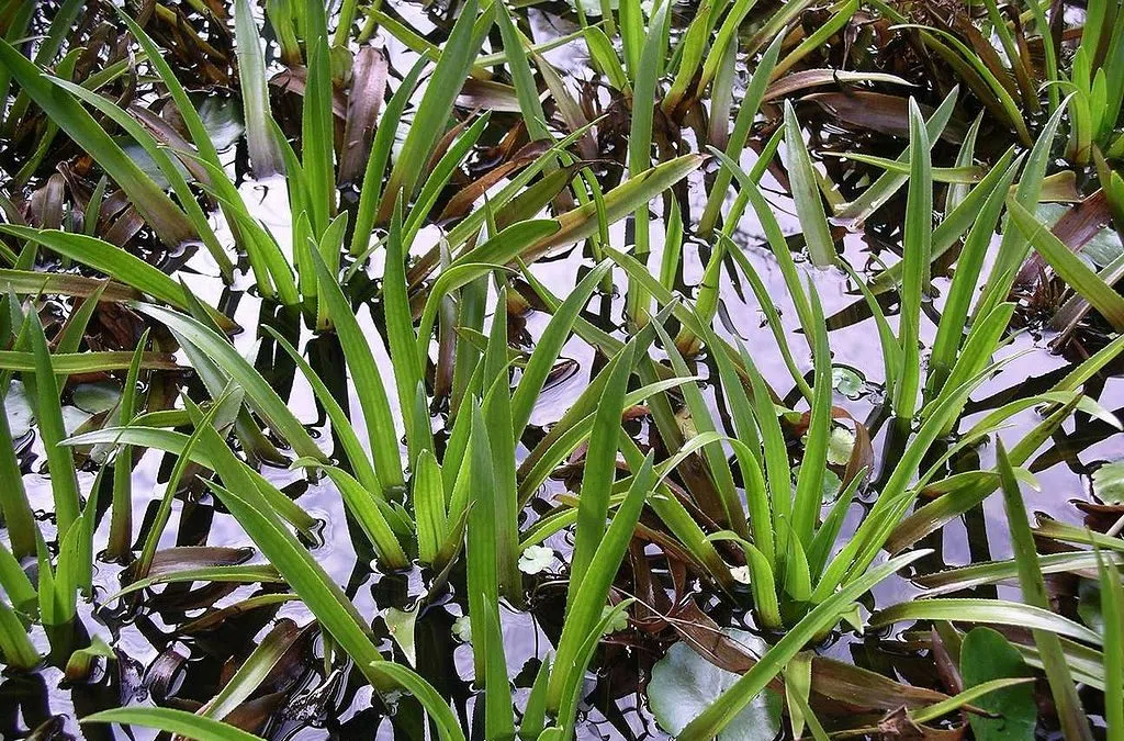 Invasive Species Found in Lake Simcoe for the First Time | FM92 South ...