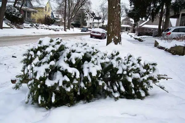 Don’t miss Christmas tree curbside pickup in Mississippi Mills ...