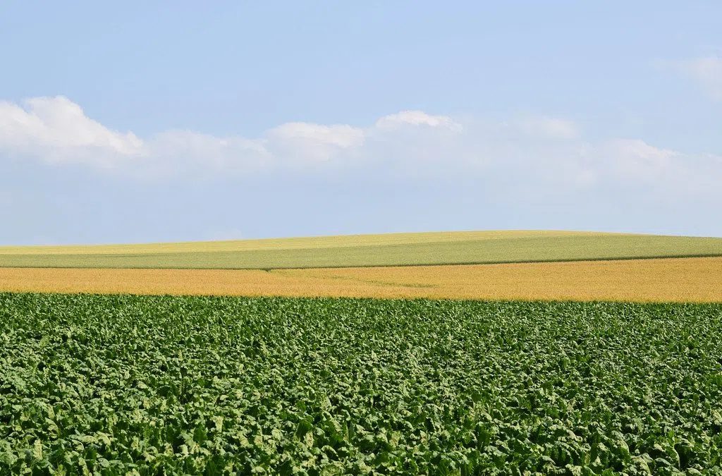Farmers in eastern Ontario forced to let crops die as heat and drought ...