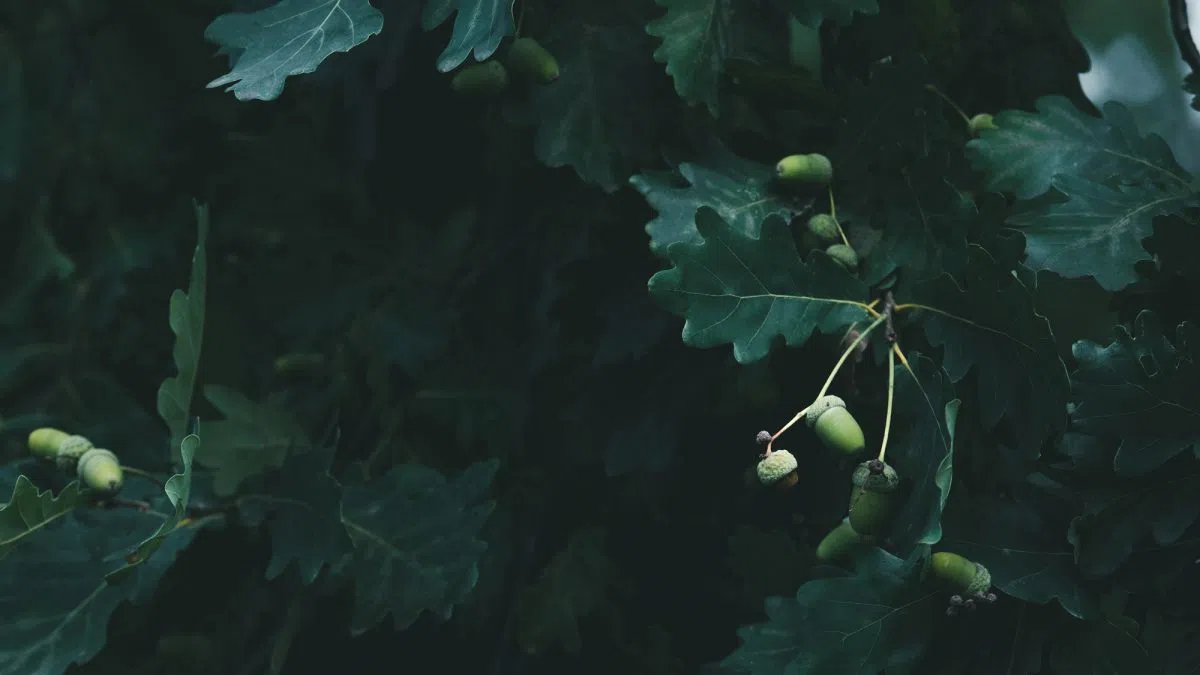 Ontarians urged to avoid pruning oak trees | Lanarkleedstoday.ca