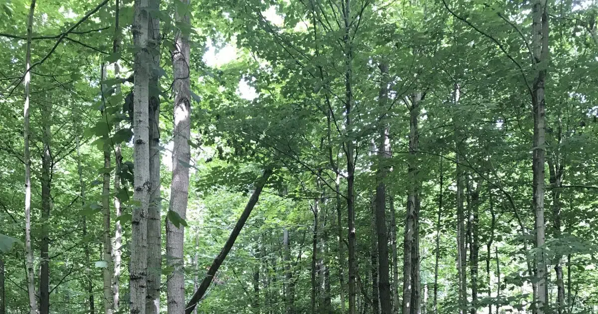 Community Spotlight: Deer Ridge Conservation Area, a forest habitat ...