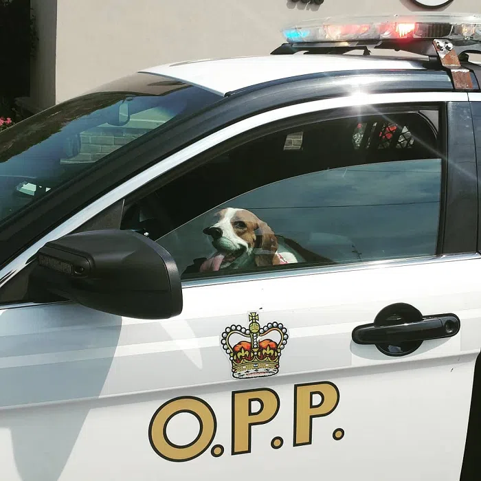 Reminder: Pets and hot cars do not mix | 94.1 St.ThomasToday.ca