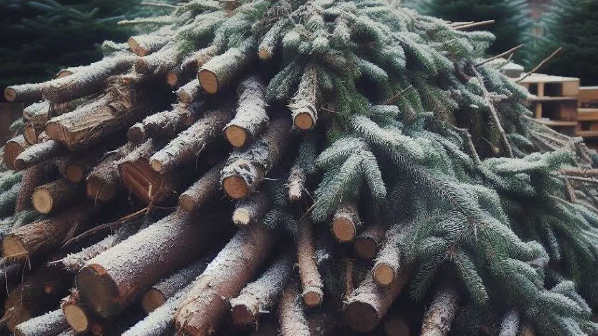 Where to recycle your real Christmas trees across St. Thomas and Elgin ...