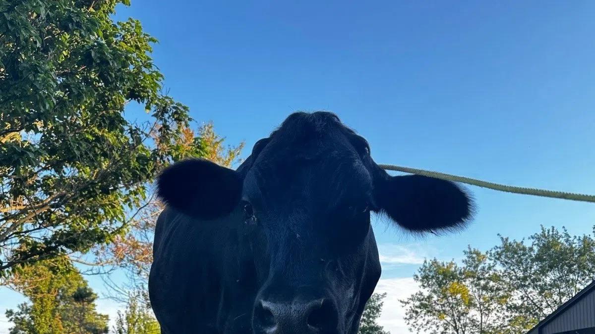 Elgin OPP reunite lost bull with owner | 94.1 St.ThomasToday.ca