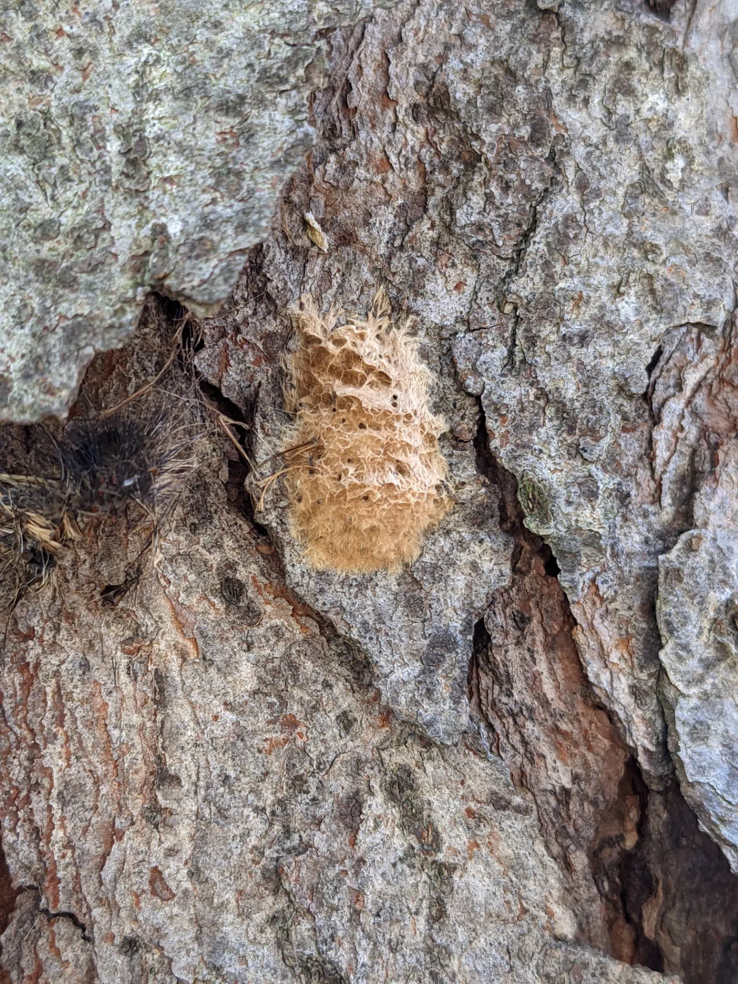 Spot the trouble: Inspect Christmas trees for invasive bugs this season ...