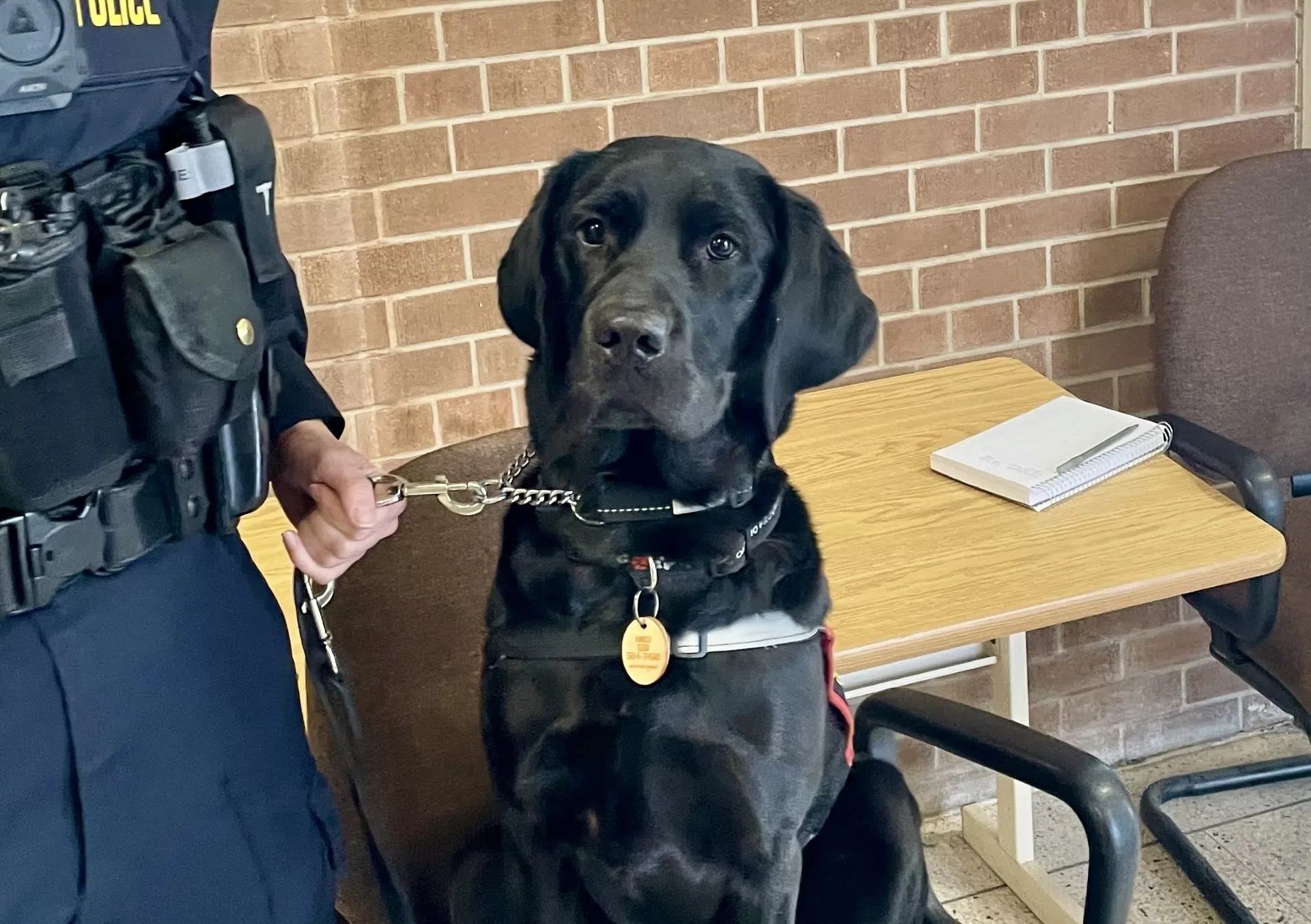 What’s Good in St. Thomas-Elgin? Ranger the Wellness Dog brings comfort ...