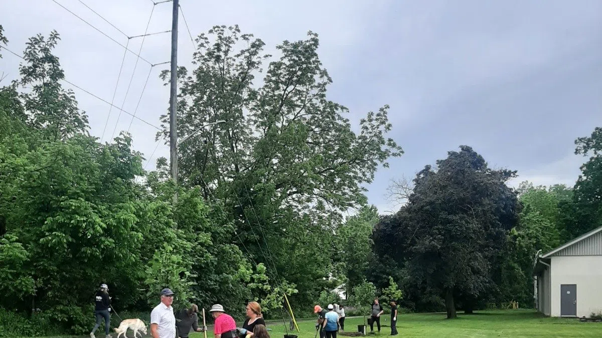 Strathroy Rotary Club Plant 21 New Trees in Alexandra Park | 105.7 ...