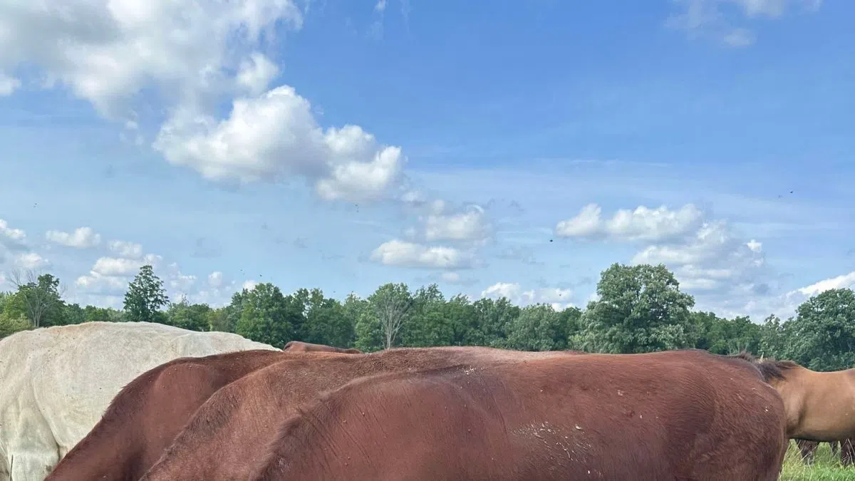 Seeds of Success: Hollybush Farms Grass Fed and Finished Beef | 105.7 ...