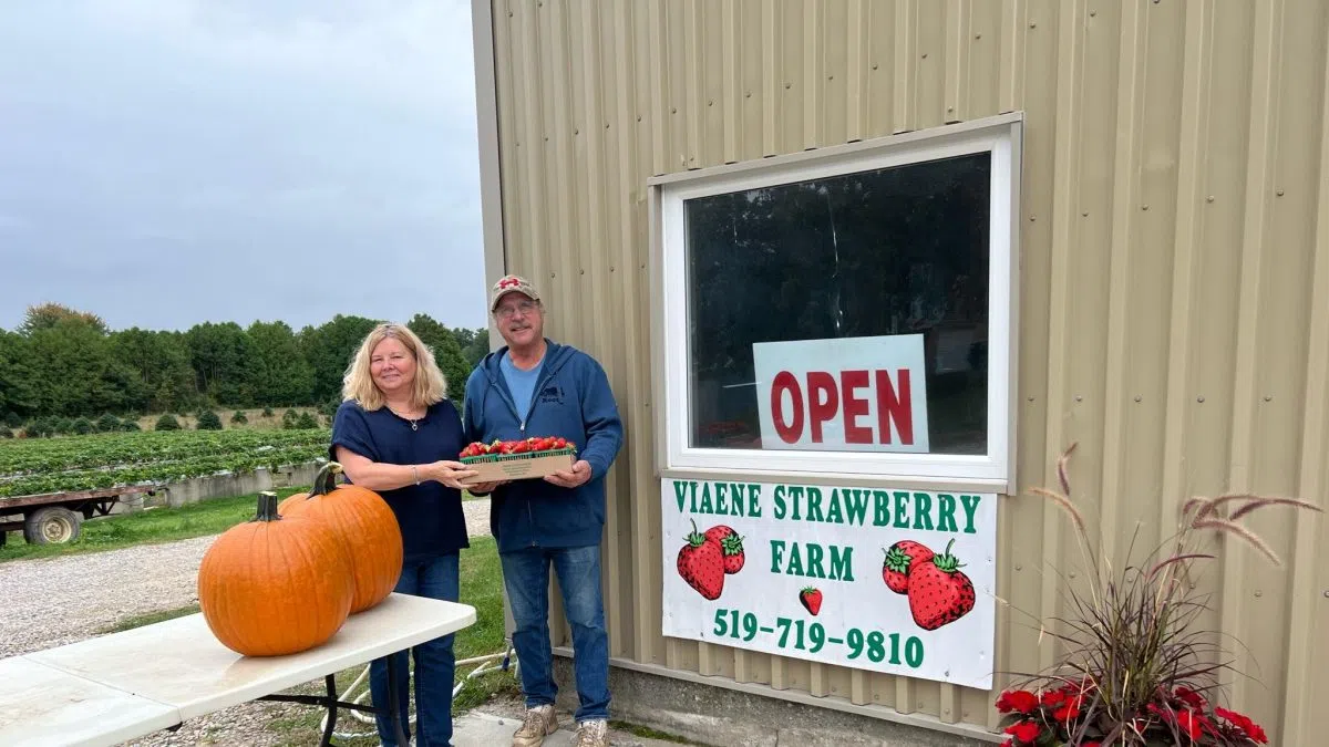 What’s Good With Strathroy-Caradoc? A feature on Viaene Farms | 105.7 ...