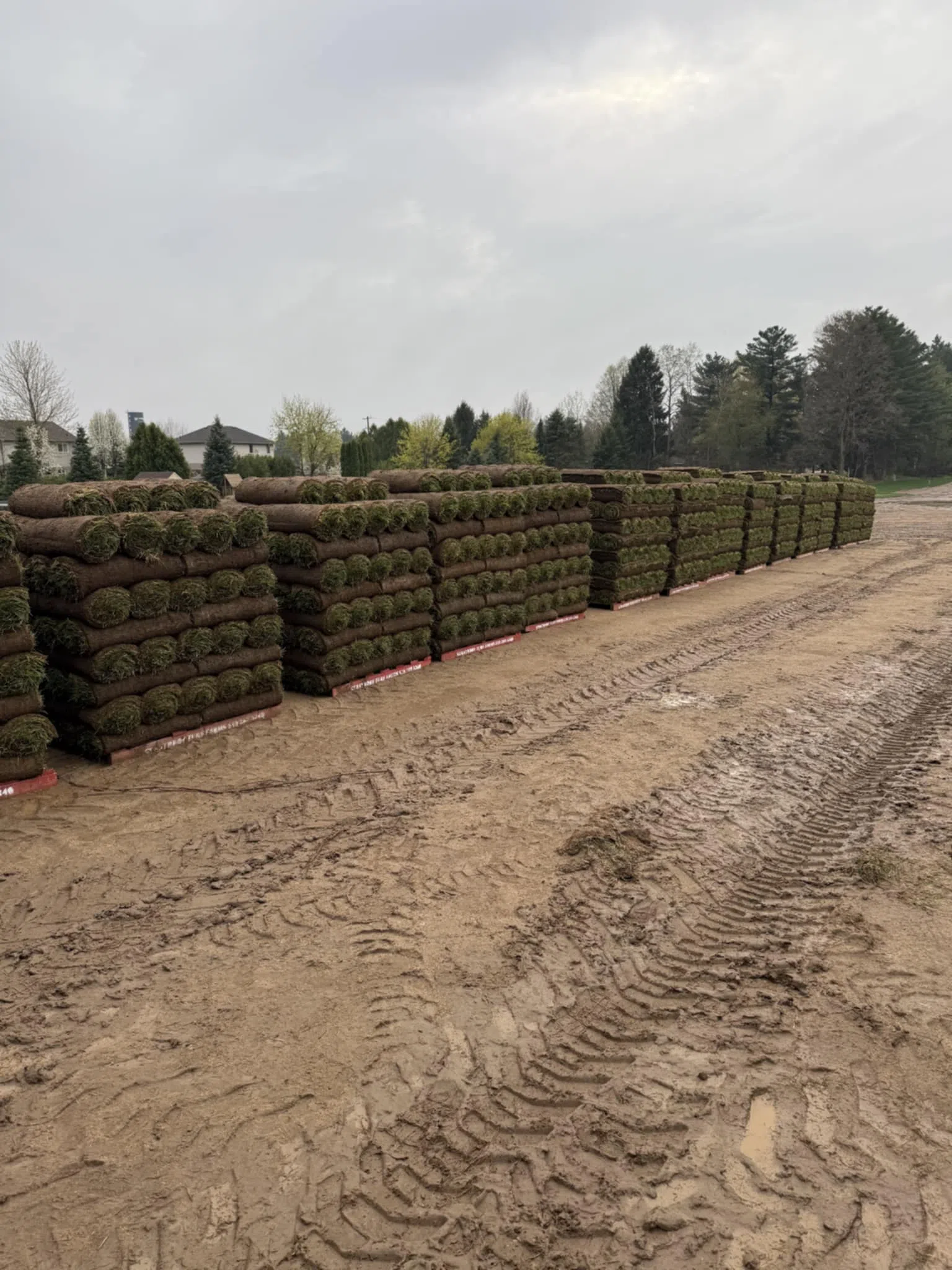 Strathroy Turf Farms Ltd. and company Director convicted of ...