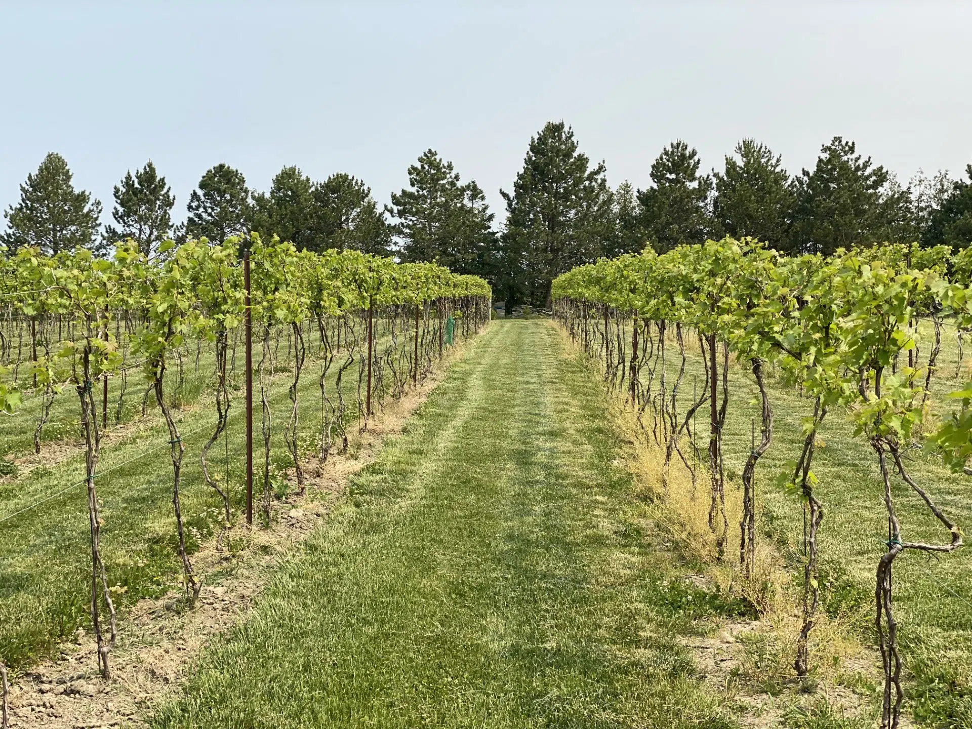 Ontario Wine Week is a Perfect Time to Recognize the Huron Shores ...