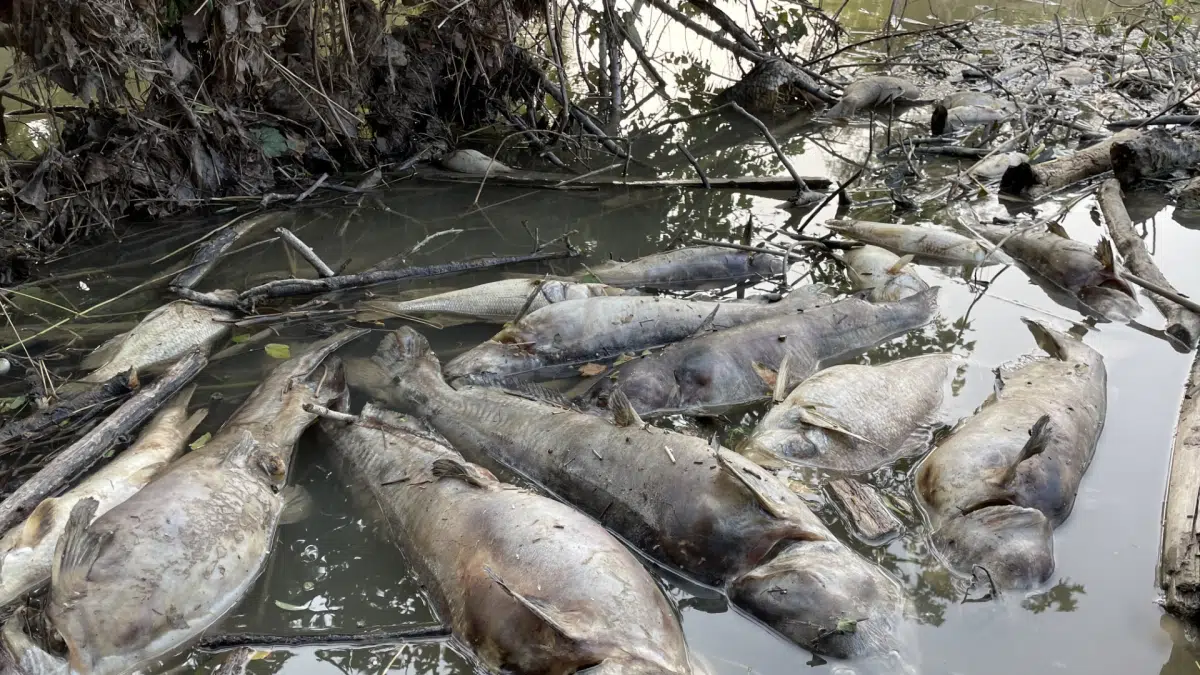 Massive Fish Die-Off Along Ausable River: Local Research Students at ...