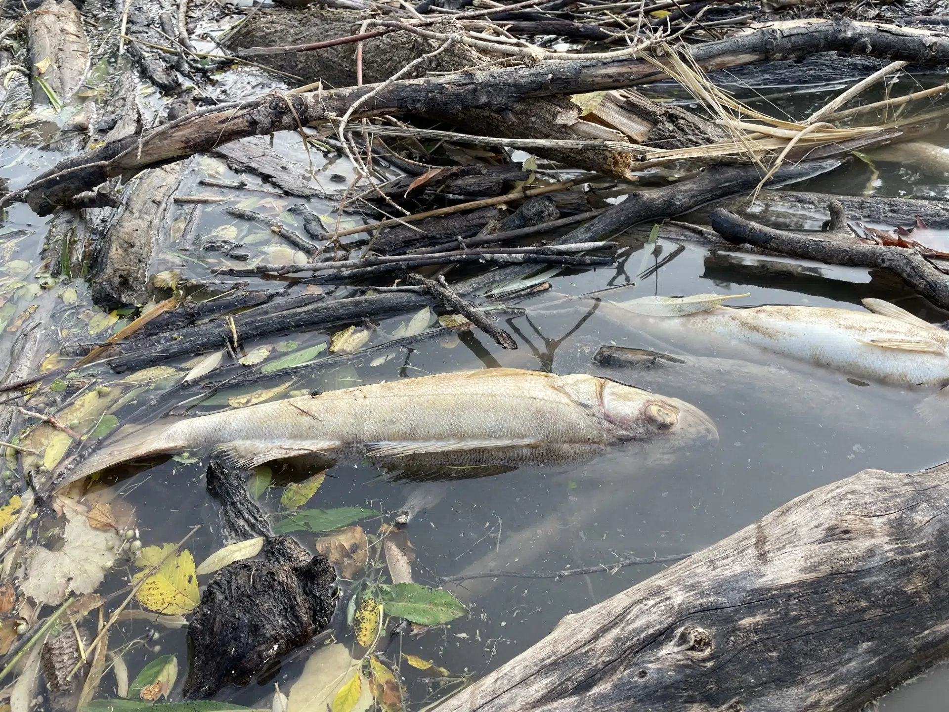 Lack of Government Transparency at the Centre of Discussion Following ...