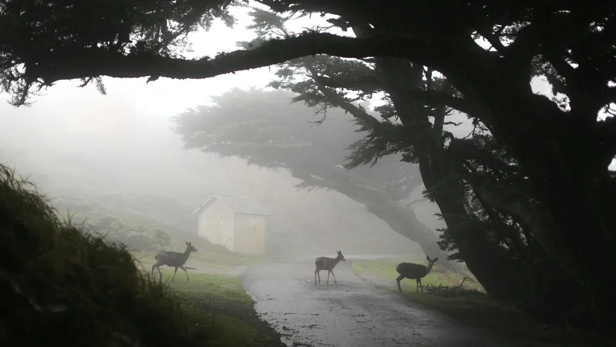 Even if it means hitting an animal, here’s why you shouldn’t veer for ...