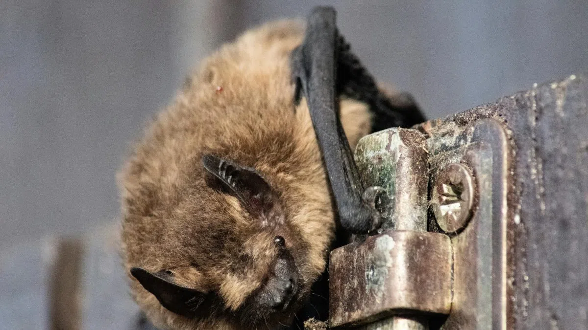 Second rabies case in Huron Perth prompts warning to avoid contact with ...