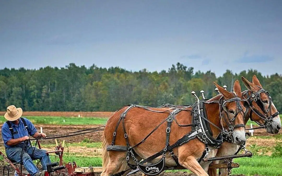 2023 International Plowing Match: What You Need To Know | FM101 ...