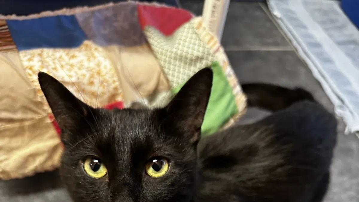 Letter to Santa from Jim the Cat | FM92 South Simcoe Today