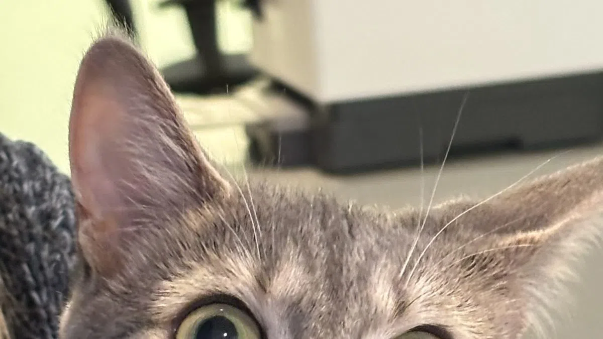 Pawpy the cat is seeking her forever home | FM101 Orangeville Today