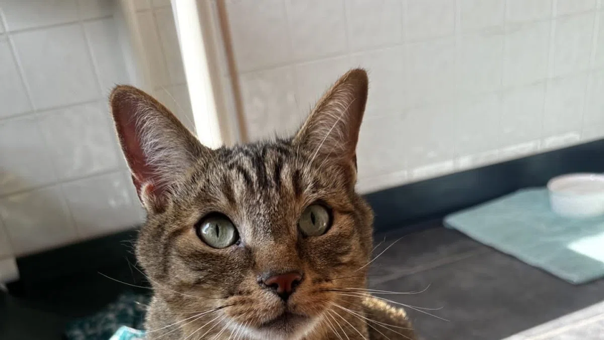 Pet of the week – Juniper the Cat | FM92 South Simcoe Today