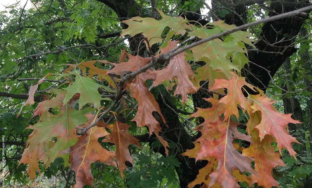COMMUNITY SPOTLIGHT: Oak Wilt can kill a tree in as little as two weeks ...