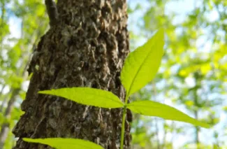 New initiative aims to protect Ontario’s ash trees from emerald ash ...