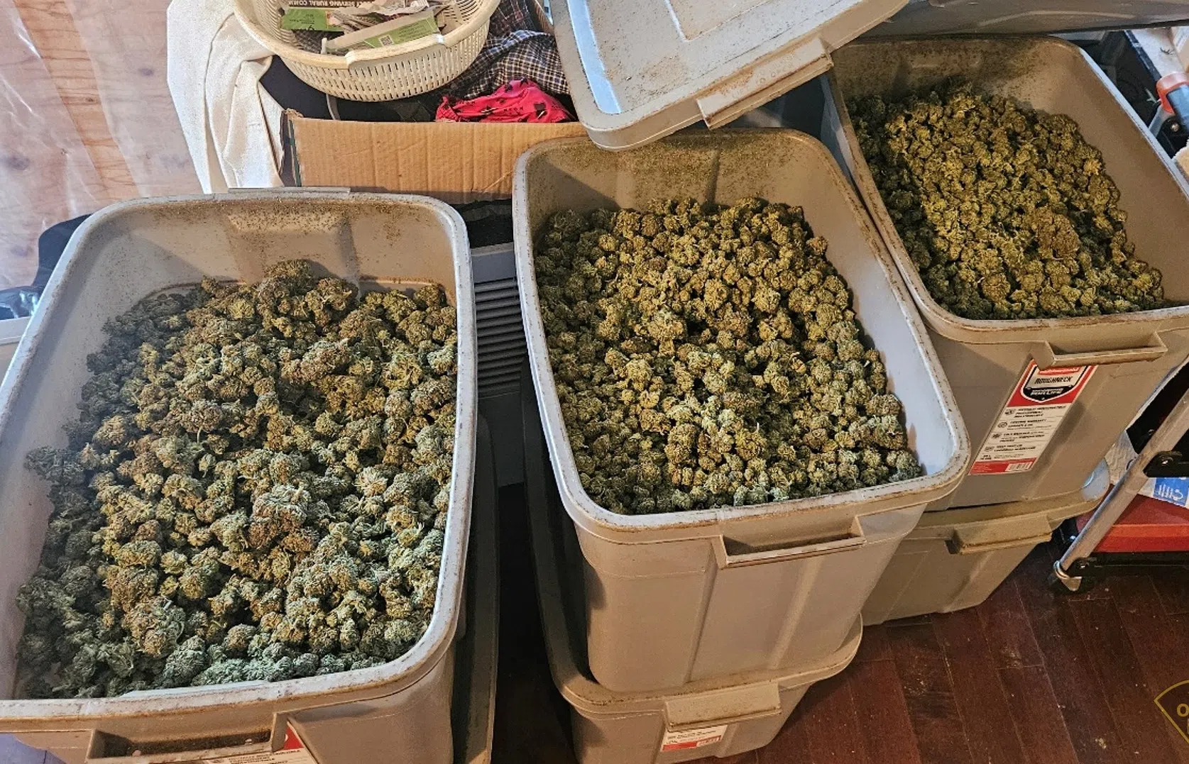 $1.6M worth of illicit cannabis seized after raid on Boes Road in ...