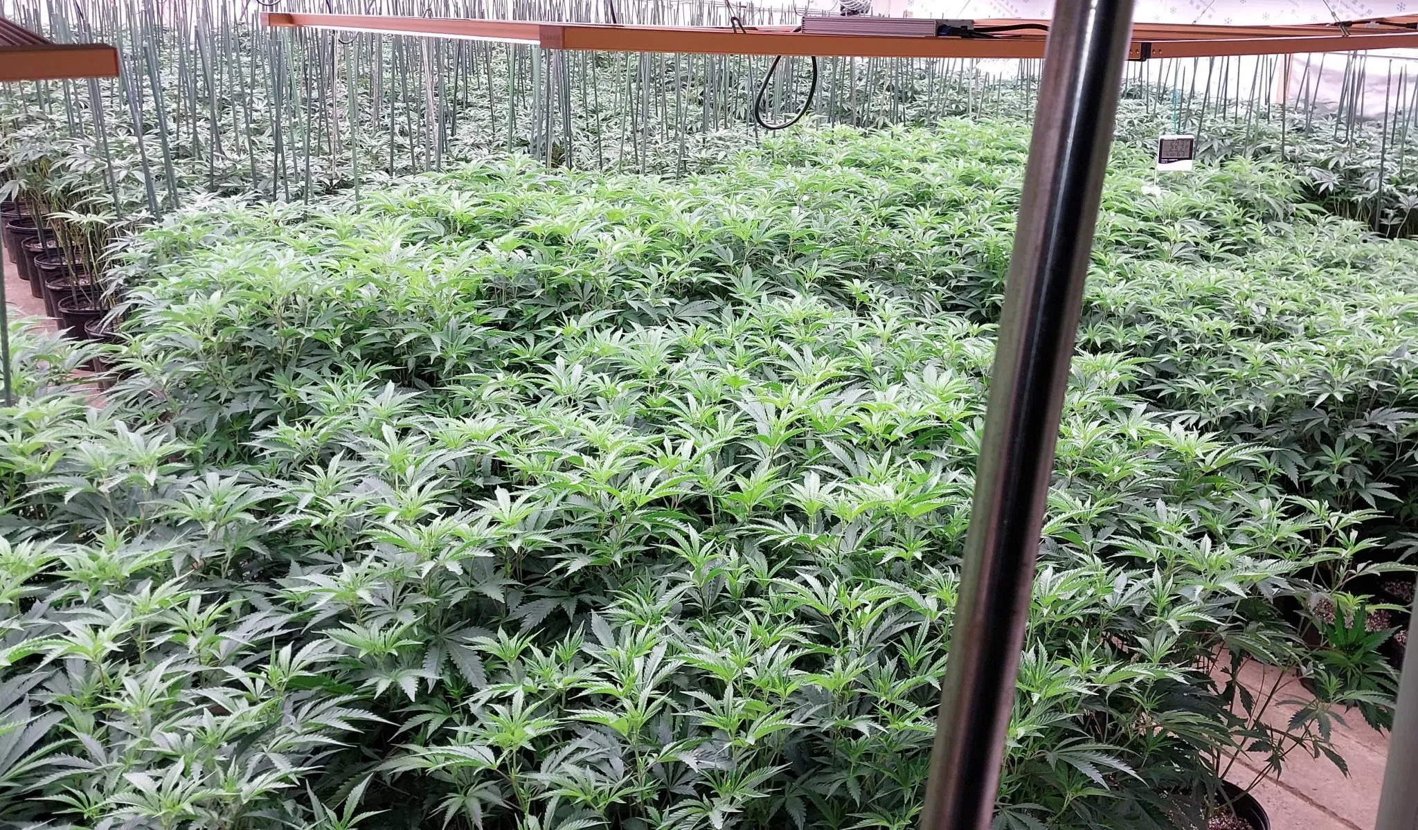 8 charged after $3.8M worth of illicit cannabis seized in Port Hope ...