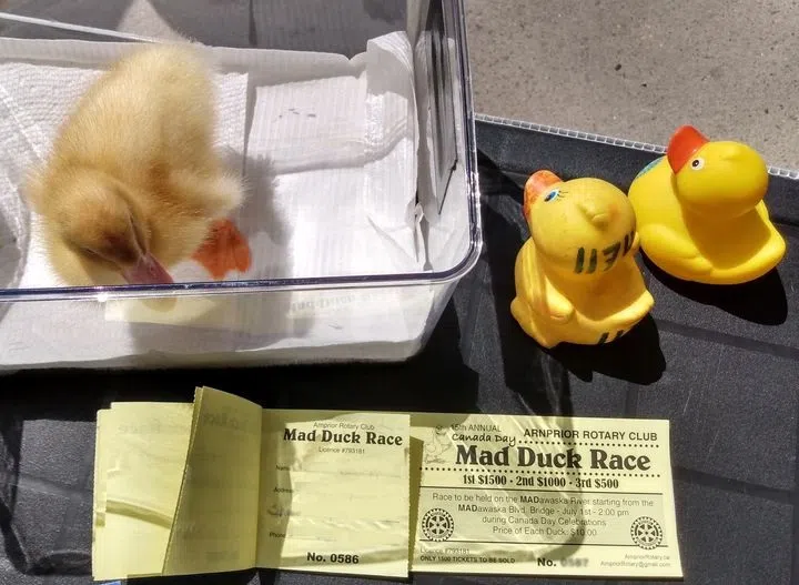 COMMUNITY SPOTLIGHT: Originator of Arnprior Rotary’s Mad Duck Race ...