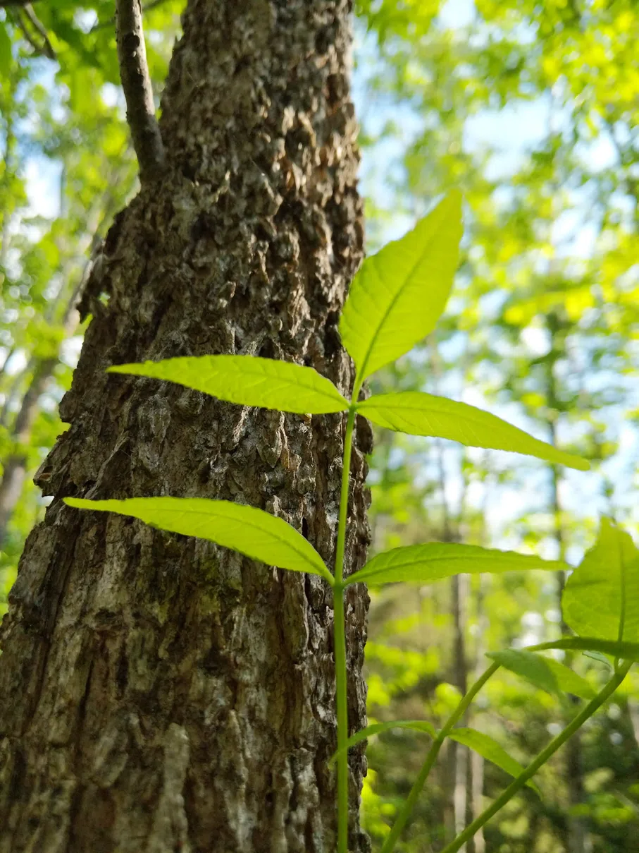 Invasive Species Centre launches initiative to protect Ontario’s black ...