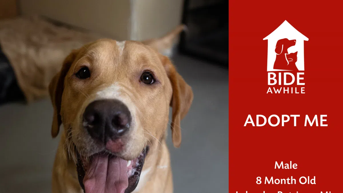 Two Doggos This Week On Furbaby Friday With Bide Awhile | Hot Country 103.5