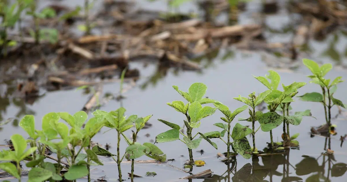 Louisiana Ag Commissioner Mike Strain working with feds on better ways ...
