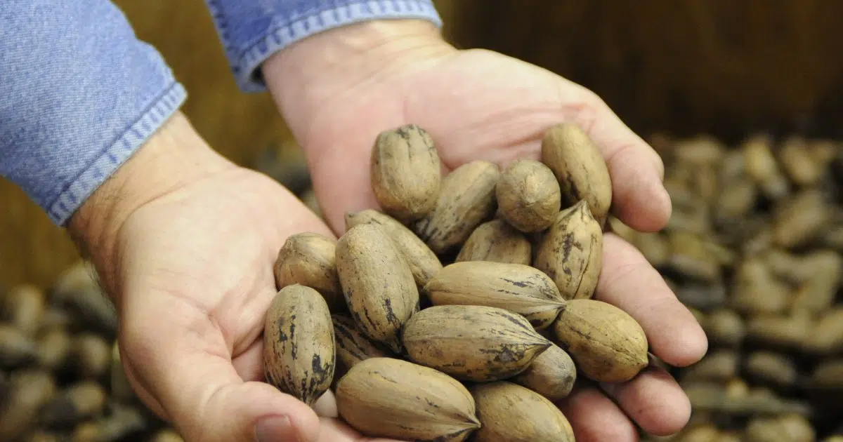 The Louisiana Pecan Festival is this weekend in Colfax ...