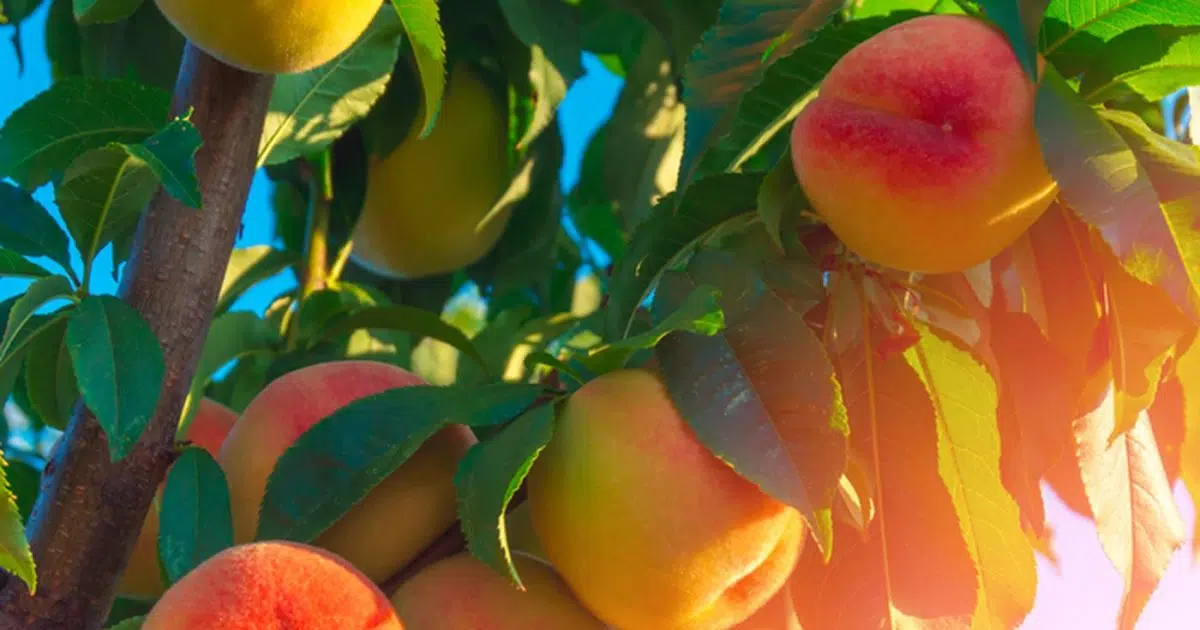 Ruston peach farmers struggle to keep things peachy due to a fungus in ...