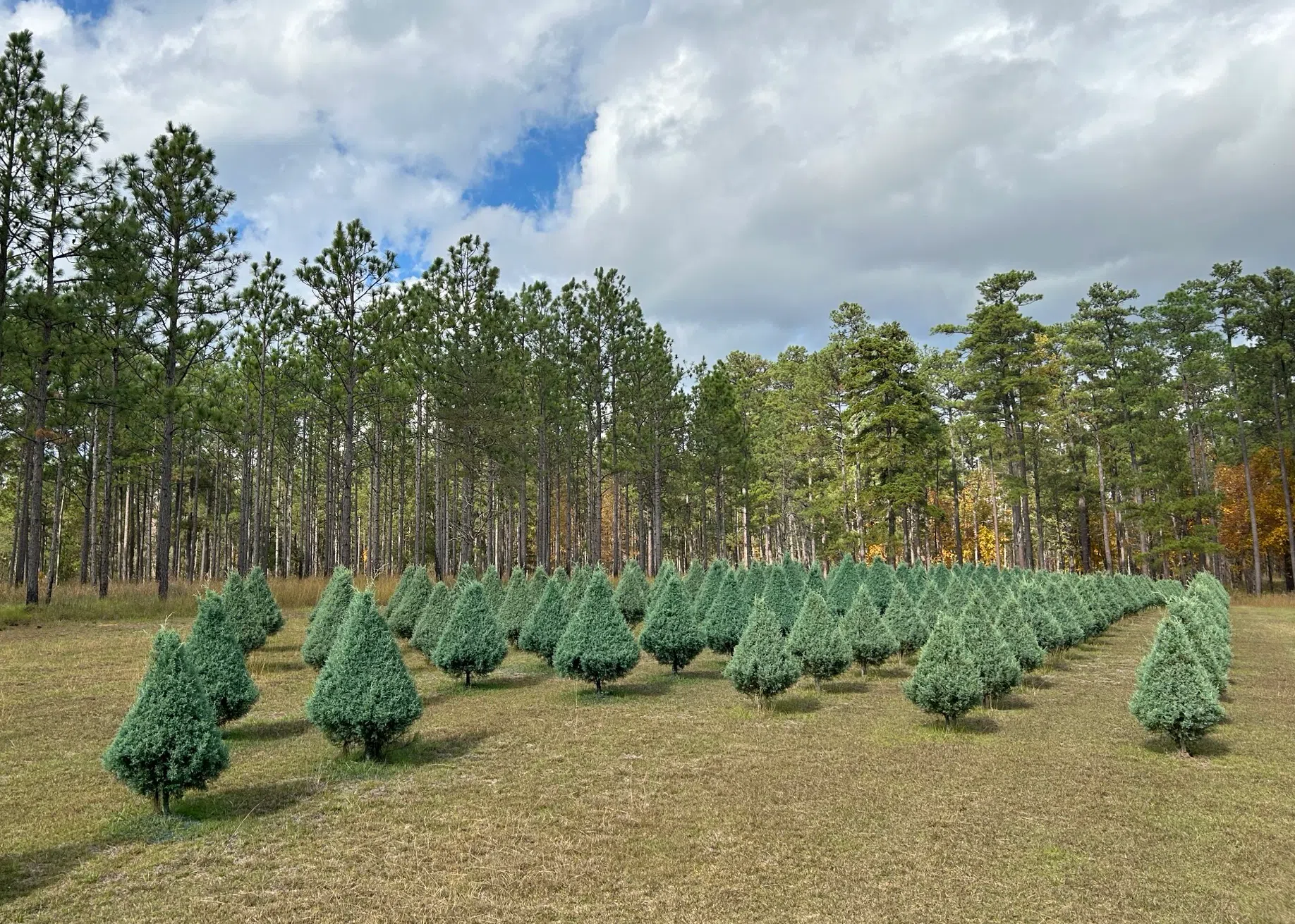 Plenty of Christmas trees despite the hot and dry summer ...