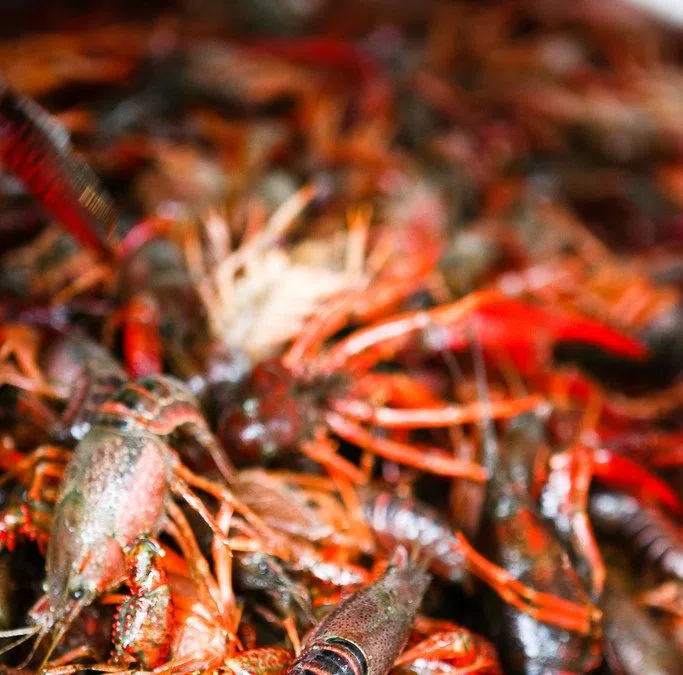Expect low supply and high prices for 2024 Crawfish season due to ...