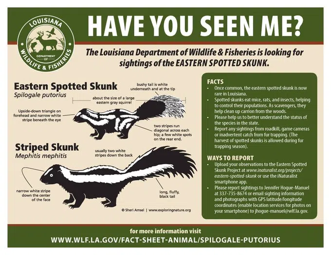 LDWF: Send us a photo of the eastern spotted skunk if you see one ...
