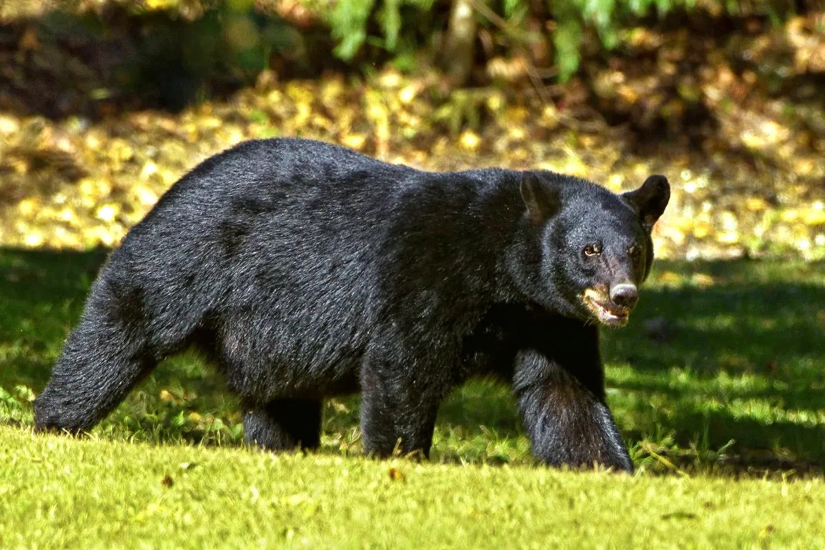 16 black bears harvested during LDWF legal bear lottery hunt ...