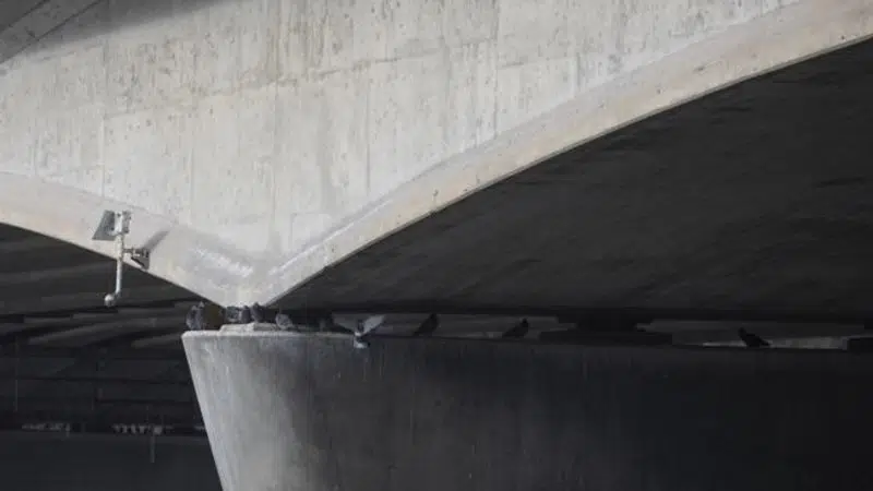 Wildlife advocate questions decision to kill pigeons pooping on ...