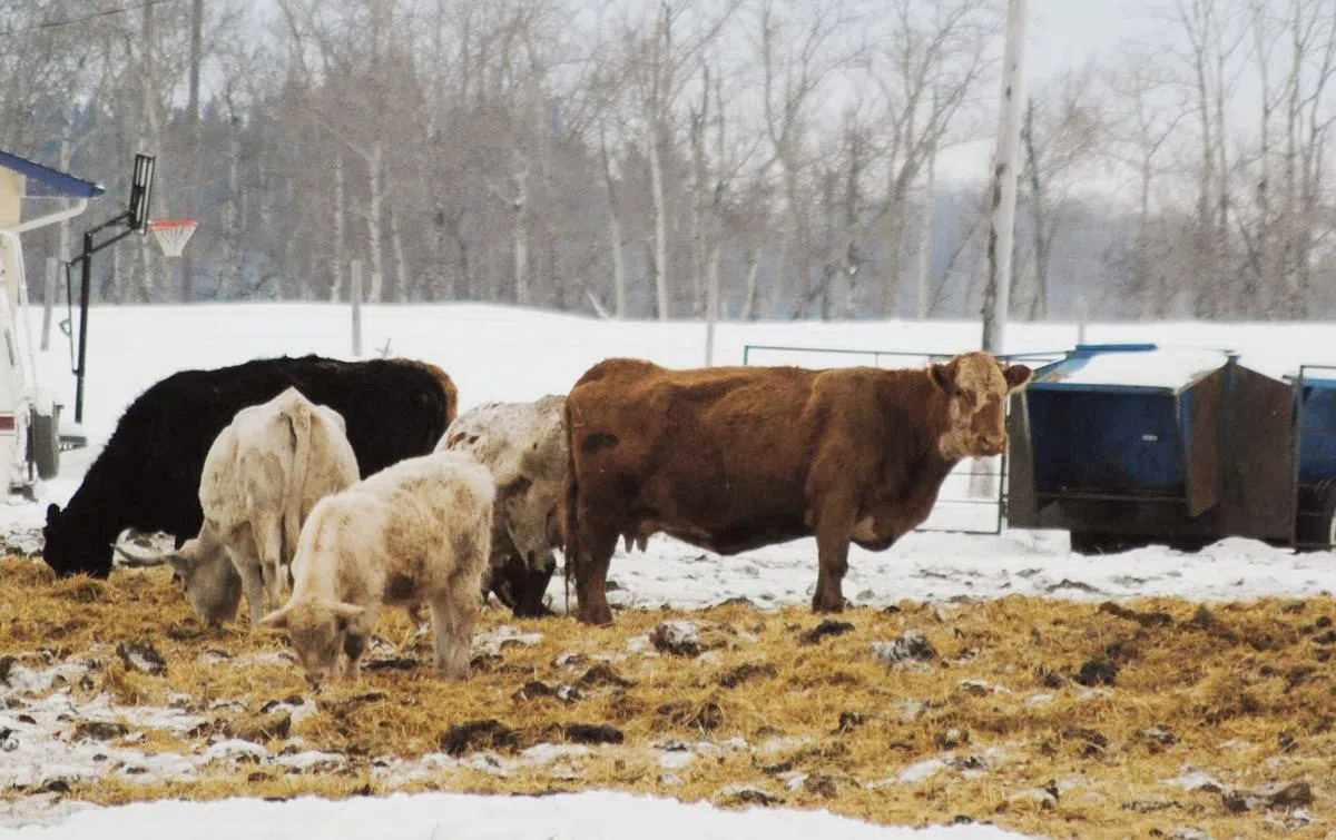 Price protection offered for Saskatchewan livestock producers ...