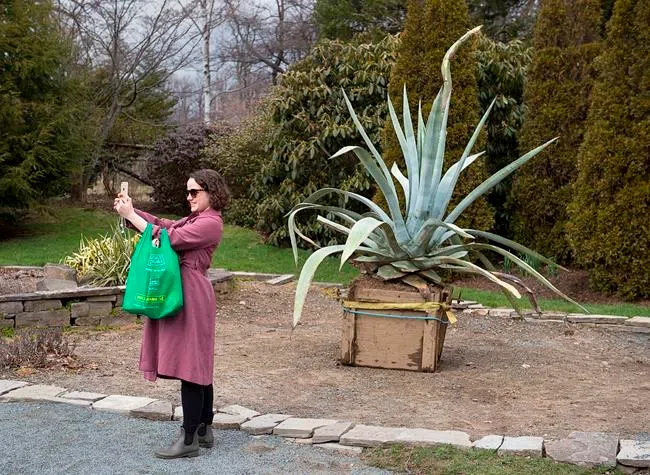Despite brisk Maritime weather, spectacular desert plant set to boom in ...