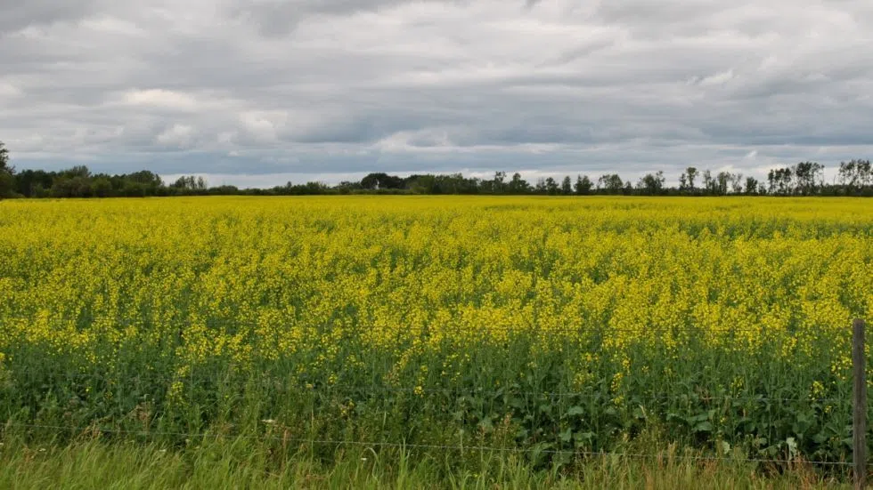 Clubroot map released | farmnewsNOW
