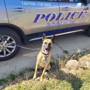 Edinburgh Police K9 ‘Xta’ gets body armor donation | KORN Country 100.3 ...