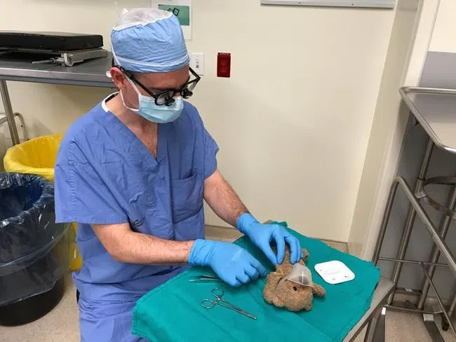 Halifax surgeon sews up favoured teddy bear after boy’s operation ...