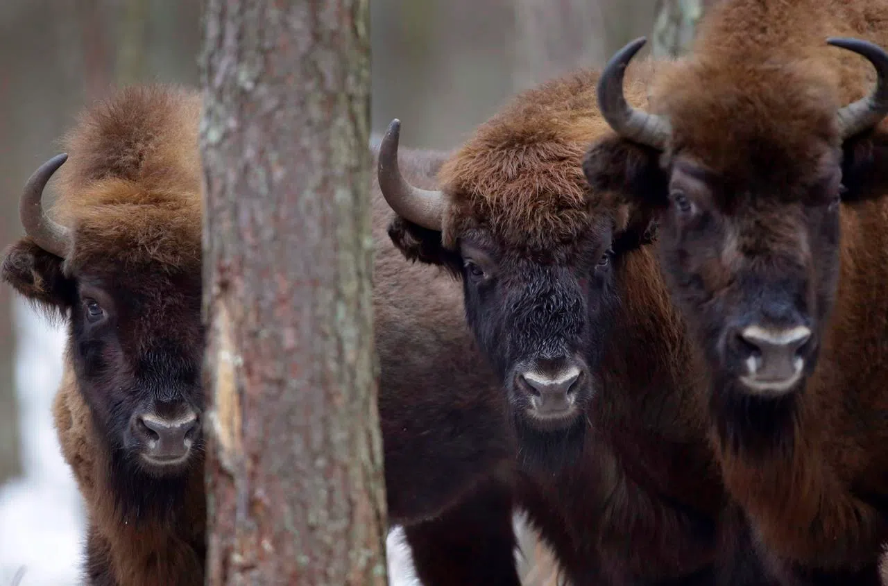 ‘The stage was set:’ Arrival of first North American bison changed ...
