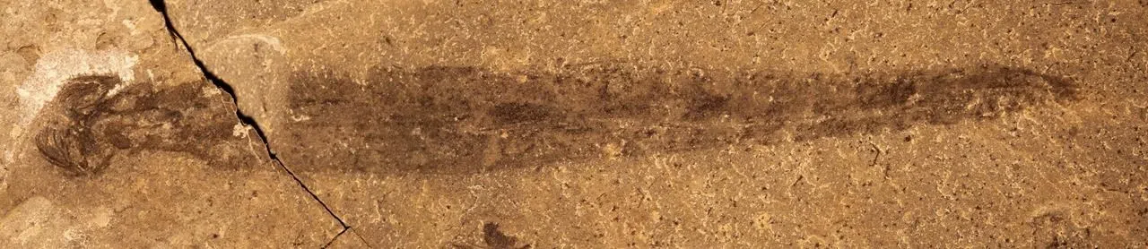 ‘A terrifying sight:’ ancient spiky headed worm discovered in fossils ...