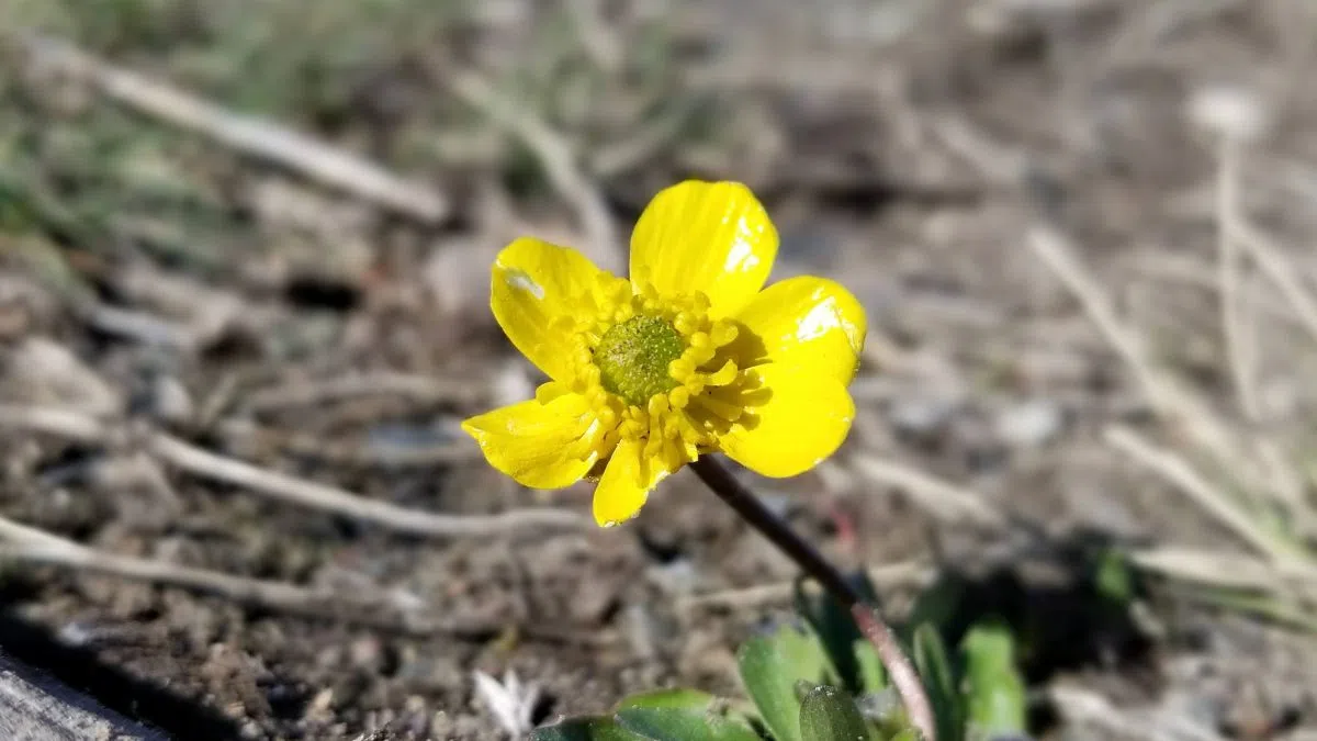 Will we have an early spring or six more weeks of winter? | CFJC Today ...