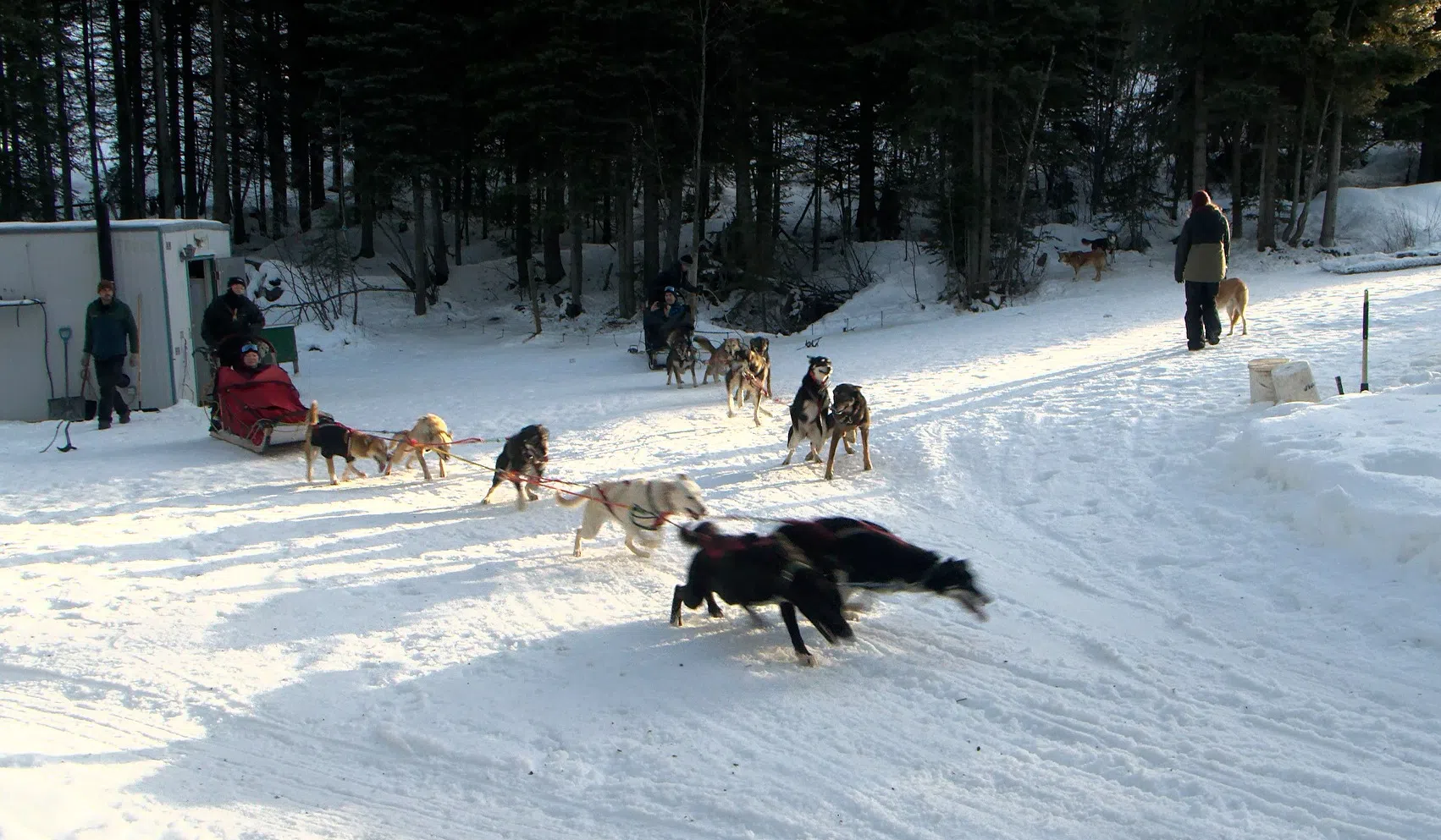 Barking dogs and high speeds: sled tours offer a unique Sun Peaks ...