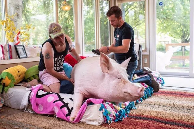 Esther, celebrity ‘wonder pig,’ diagnosed with cancer after CT scan ...