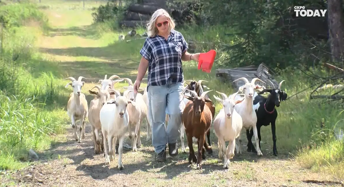 Meet Prince George’s party goats! | CKPG Today